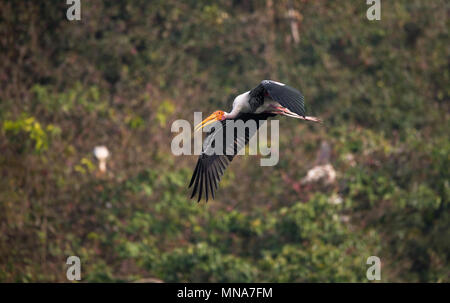 A painted stork bird in flight Stock Photo - Alamy
