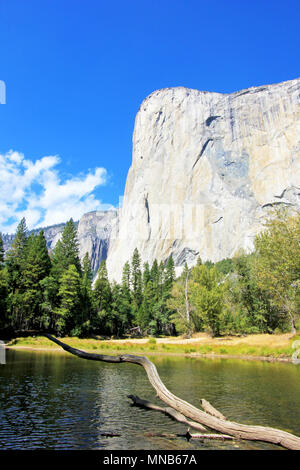 The famous mountain El Capitan, the nose in the Yosemite National Park ...