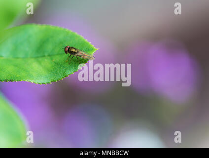 A macro shot of a tiny fly sitting on a yellow daffodil Stock Photo - Alamy