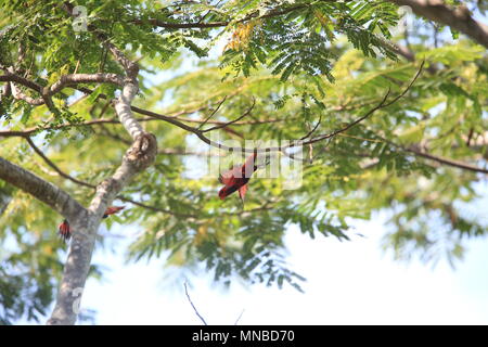 Violet-necked lory (Eos squamata) in Morotai Island, Indonesia Stock ...