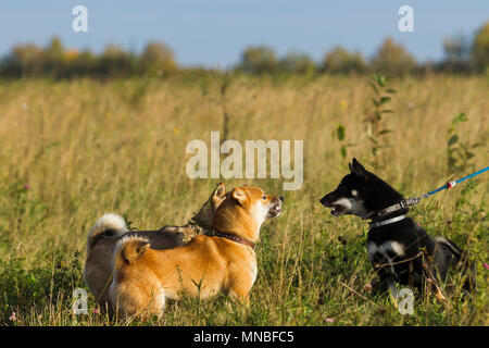 Dogs Japanese breeds Sibu Inu on a background of grass, sunlight Stock ...