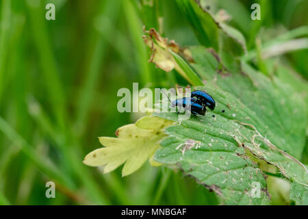 Mating leaf beetles. Blue leaf beetles (family Chrysomelidae) mating on ...