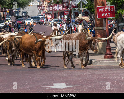 Longhorn Cattle Roundup Ft Worth Stockyards Stock Photo - Alamy