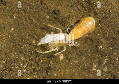 Ghost Shrimp, Neotrypaea californiensis, formerly Callianassa ...