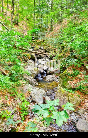 Manastirica river in forest surroundings on Divcibare mountain, Serbia ...