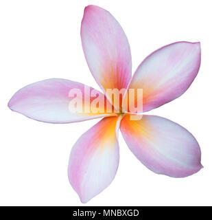 Plumeria,Frangipani, Temple Tree, Pink flower isolated on white background. with clipping path ...
