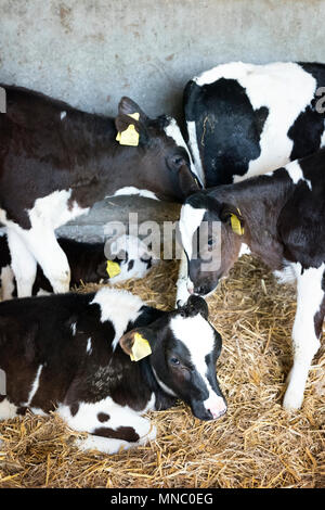 black and white calves in dutch meadow near amsterdam full of yellow ...
