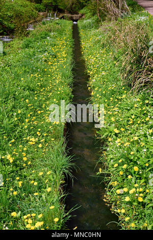 Dandelions growing beside a watermill feeder channel Stock Photo - Alamy