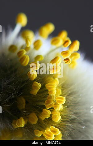 Catkins of Tea-Leaved Willow ( Salix phylicifolia Stock Photo - Alamy