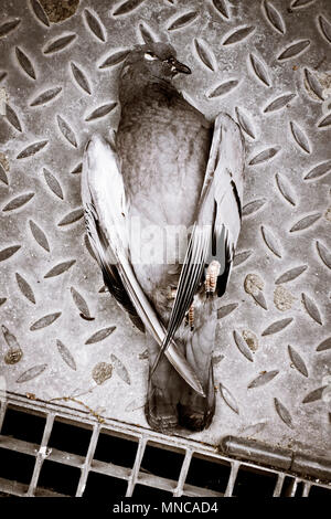 Cadaver of a dead pigeon bird Stock Photo - Alamy