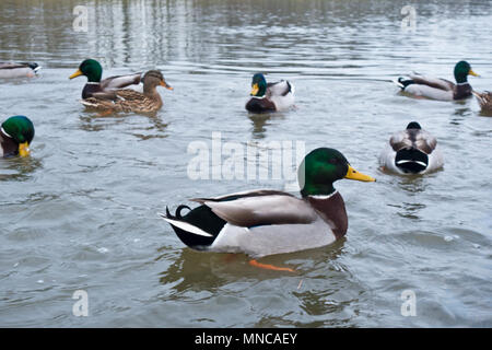 Group of mallard ducks swimming in the lake with two males and one ...