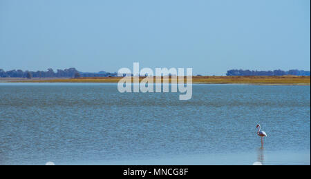 Barberspan Nature Reserve, South Africa is bird sanctuary for mainly ...