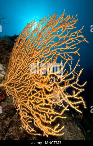 Yellow gorgonia, mediterranean sea fan, fan coral, mediterranean Stock ...