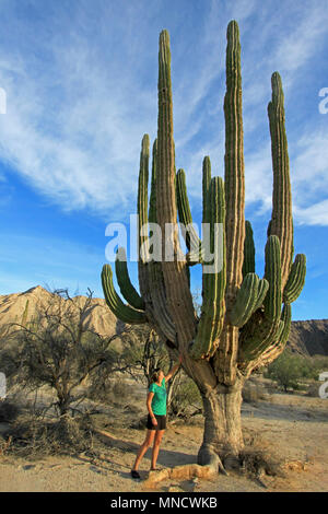 Pachycereus pringlei, Cardon,worlds largest cactus Stock Photo - Alamy
