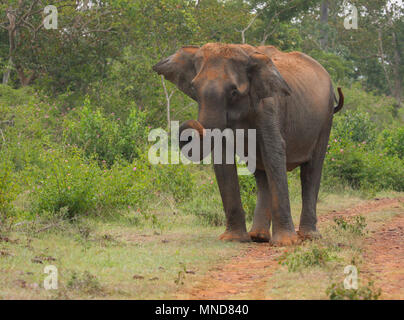 Elephant - photographed in Bandipur National Park (India Stock Photo ...