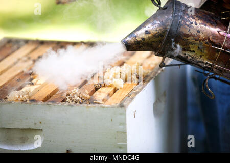 Fogging smoker beekeepers tool to keep bees away from hive Stock Photo ...