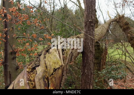 The twisted branches of a dead and fallen oak tree, Wales, UK Stock ...