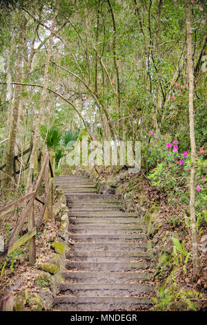 Sea turtles in tanks at the Marine Science Center sea turtle ...