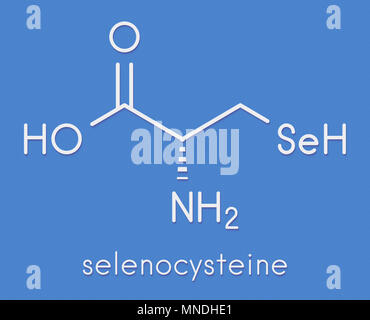 Selenocysteine (Sec, U) amino acid molecule. Called the 21st ...