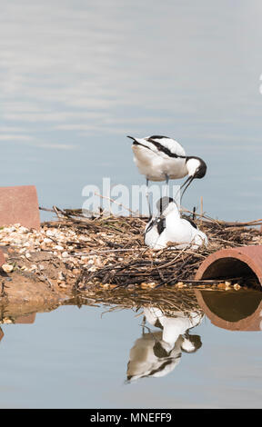 Nesting Avocets (Recurvirostra avosetta Stock Photo - Alamy
