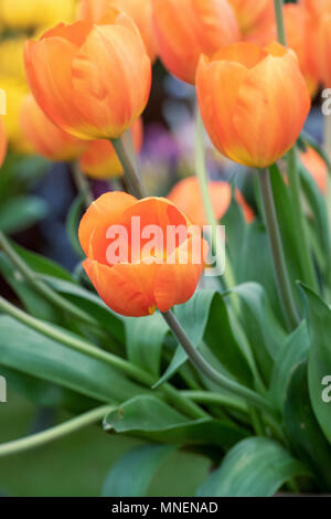 Orange Darwin Hybrid tulips (Tulipa) Fascination bloom in a garden in ...