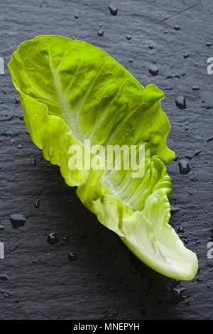 fresh single leaf of butterhead lettuce isolated on white background ...