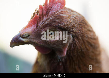 Macro close up of a chickens head Stock Photo - Alamy
