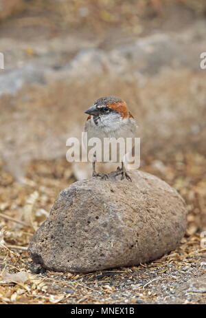 Iago Sparrow, Male, Santiago, Cape Verde (Passer iagoensis Stock Photo ...