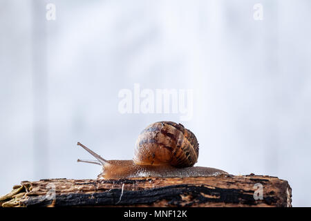 Garden Snail on a log, Close up Stock Photo - Alamy