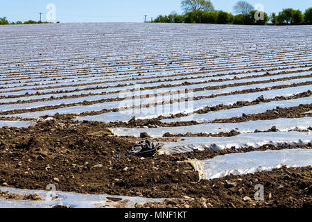 biodegradable plastic sheeting strips covering the ground to warm it ...