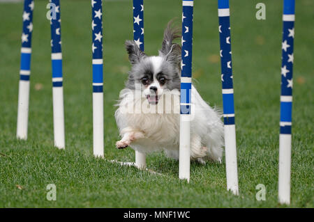 Dog Papillon at agility competition Stock Photo - Alamy