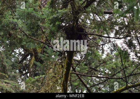 Birds nest on coast Stock Photo - Alamy