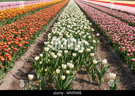 field of multi-colored tulips. Colorful tulips in the park. Spring ...