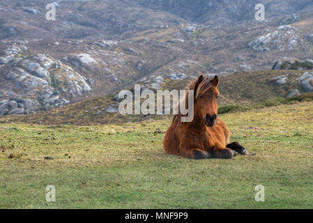 Galician native horse rests in the grass of a prairie in the mountains ...