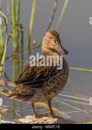 Female Green-winged Teal standing on wood log half in water Stock Photo ...