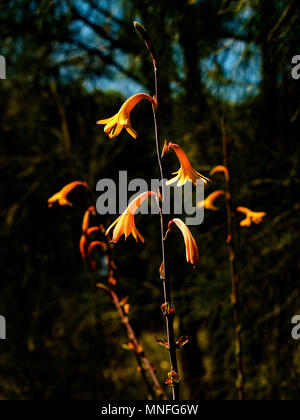 Christmas Bells flowers (Blandifordia nobilis Stock Photo - Alamy