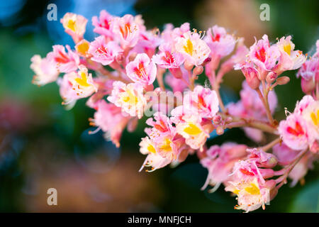 red horse chestnut, pink horse chestnut (Aesculus x carnea 'Briotii ...