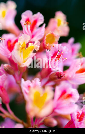 red horse chestnut, pink horse chestnut (Aesculus x carnea 'Briotii ...