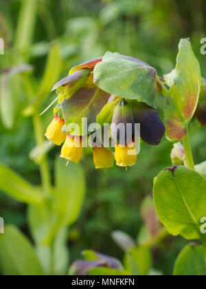 Close up of the yellow tipped flowers of Cerinthe major Yellow Gem ...