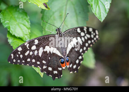 Close-up of a Ruby-Spotted Swallowtail Papilio Anchisiades butterfly ...