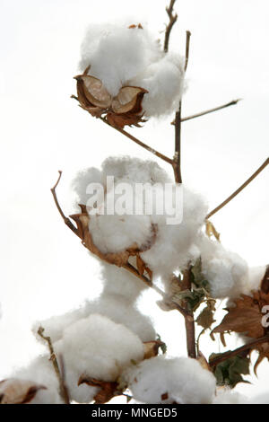 Cultivation and manufacture of the cotton plant Stock Photo - Alamy