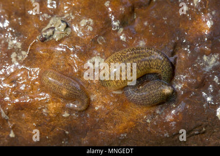 Freshwater leech (Herpobdella octoculata Stock Photo - Alamy