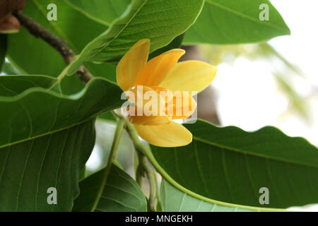 Magnolia champaca Flower Stock Photo - Alamy