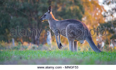 A western grey kangaroo grazing in paddock in a Margaret River farm ...