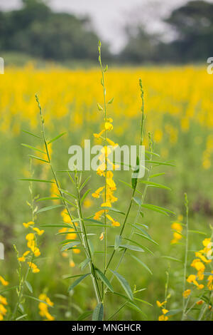 Pummelo Field of Flowers in Thailand Stock Photo - Alamy
