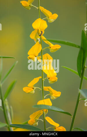 Pummelo Field of Flowers in Thailand Stock Photo - Alamy