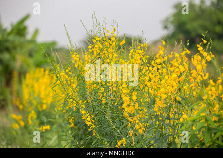Pummelo Field of Flowers in Thailand Stock Photo - Alamy