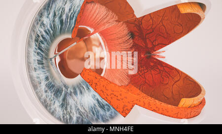Cross-section of the human eye Stock Photo: 27703496 - Alamy