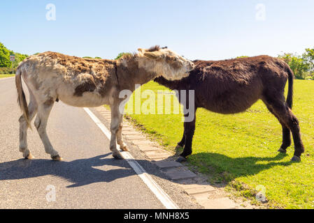 Donkey couple in sunshine on green meadow Stock Photo - Alamy