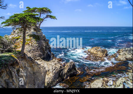 Lonely Cypress Tree, Monterey, California USA Stock Photo - Alamy
